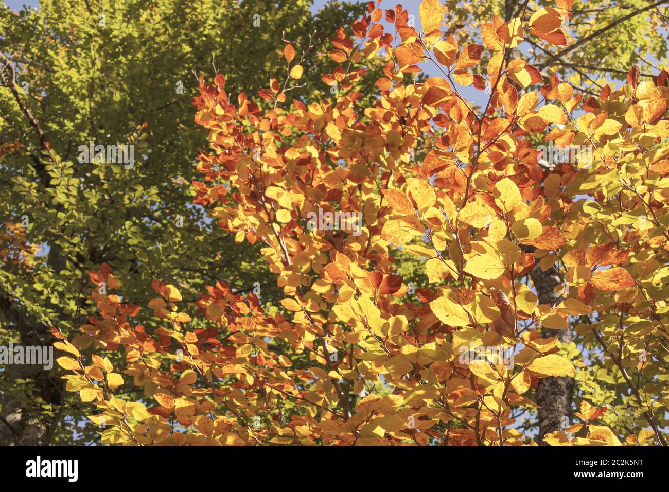 Autumn colors, details, September Stock Photo - Alamy