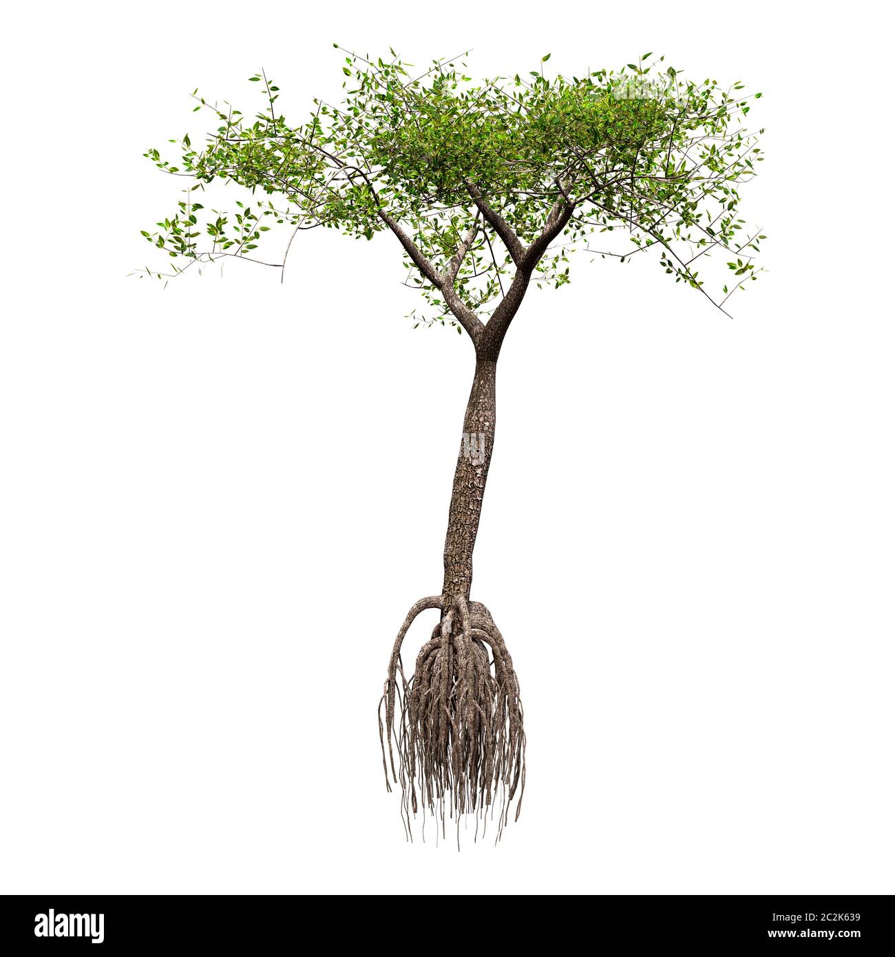3D rendering of a green mangrove tree isolated on white background ...