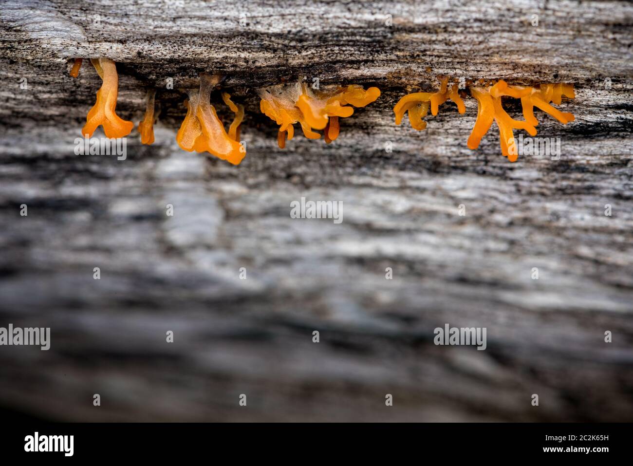 Macro exotic orange tiny fungi Stock Photo - Alamy