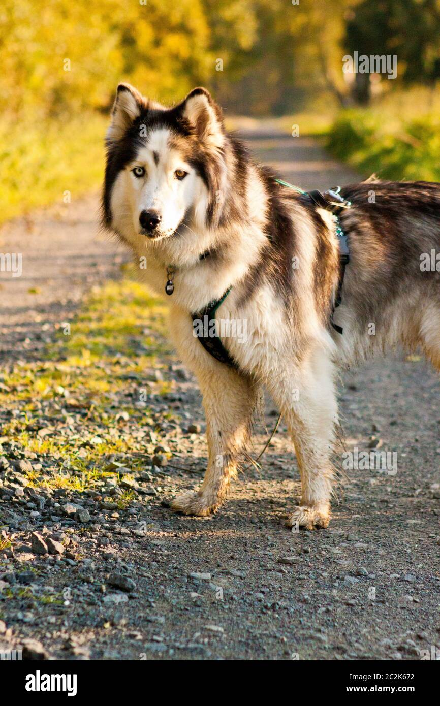 Husky, Siberian Husky Stock Photo - Alamy