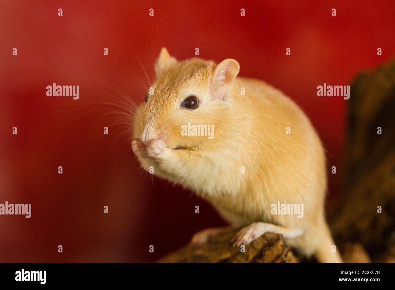 Mongolian gerbils (Meriones), pet Stock Photo - Alamy