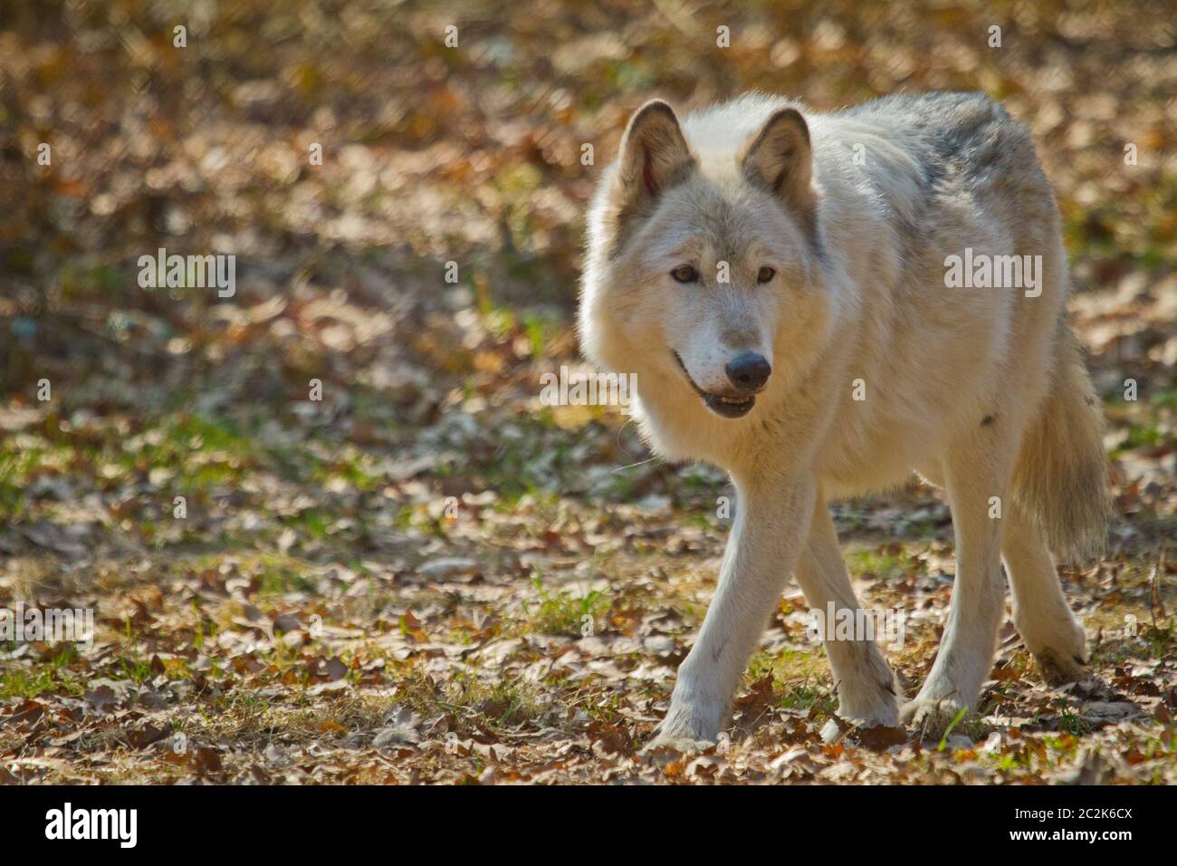 Greenland wolf hi-res stock photography and images - Alamy