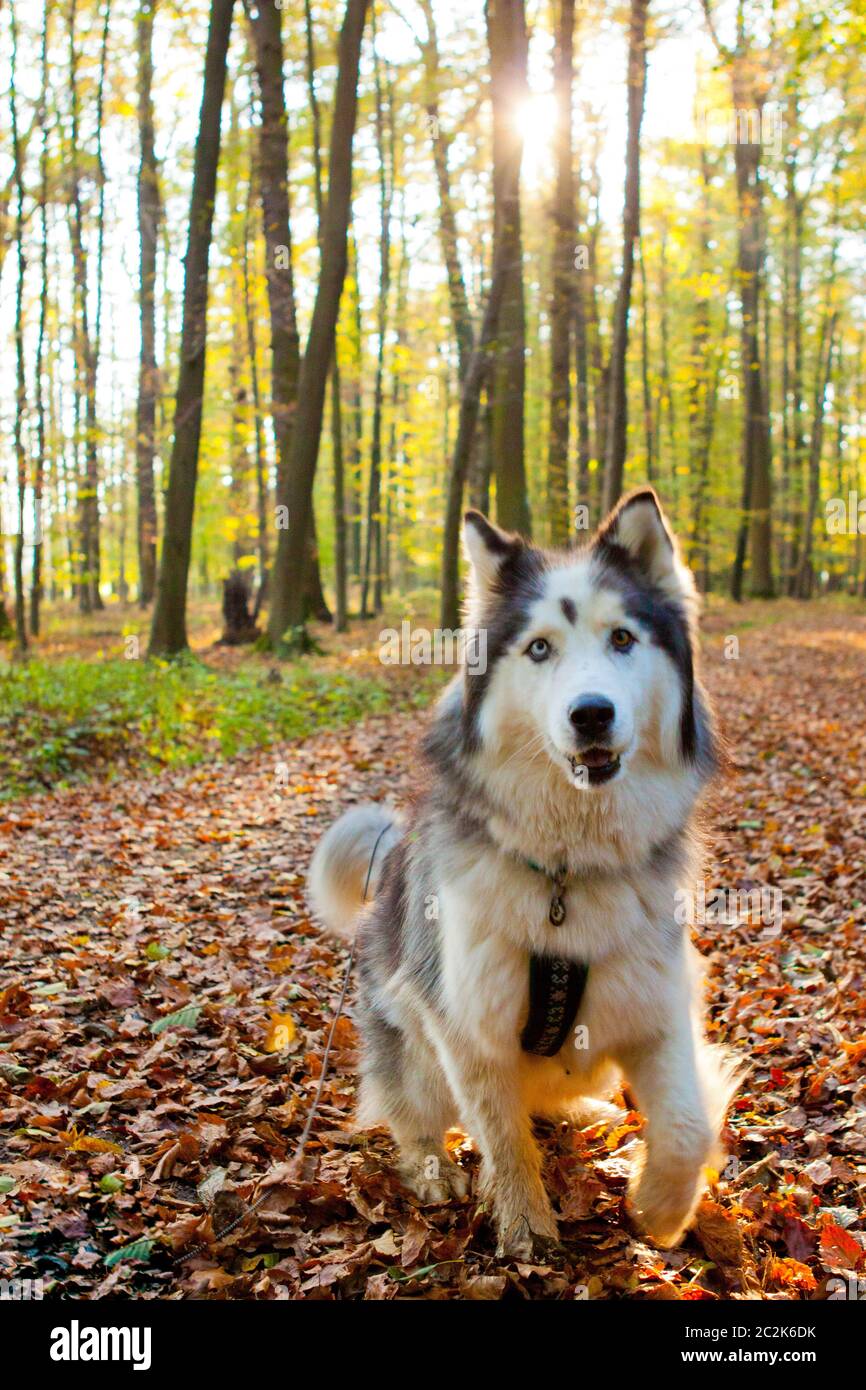 Husky, Siberian Husky Stock Photo - Alamy