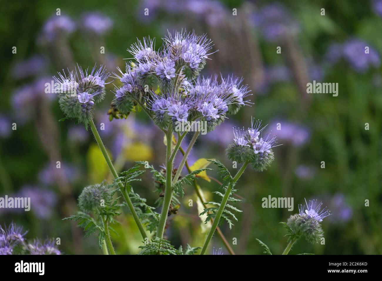 Bee friend (Phacelia Stock Photo - Alamy
