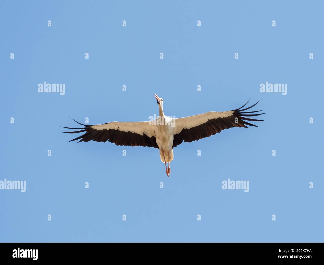 White Stork flying South during Autumn or Fall migration across The ...