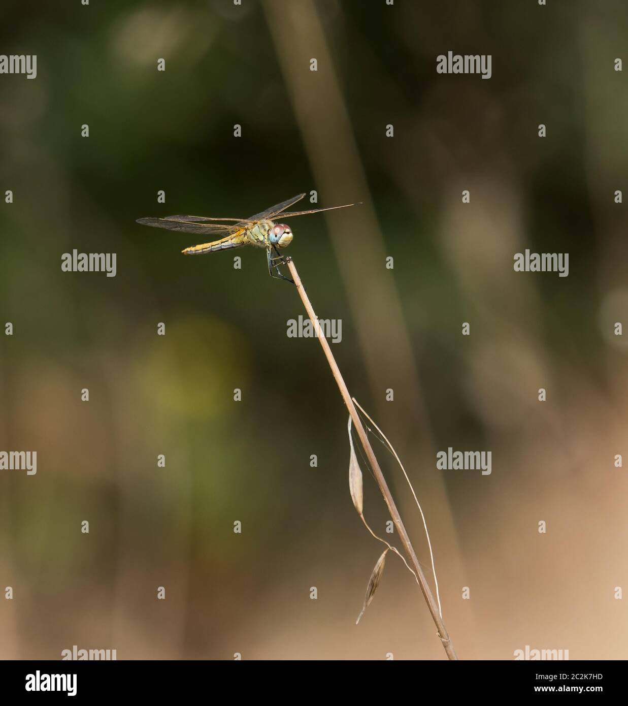 Dragonfly in Andalucia Stock Photo - Alamy