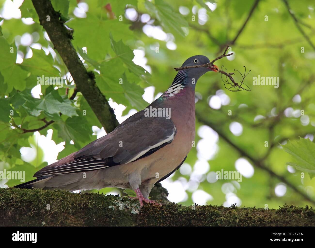 Ringed pigeon Columba palumbus with nesting material Stock Photo - Alamy