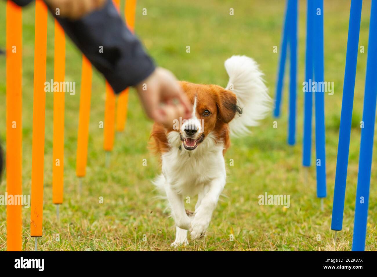 Australian Shepherd Agility High Resolution Stock Photography and ...