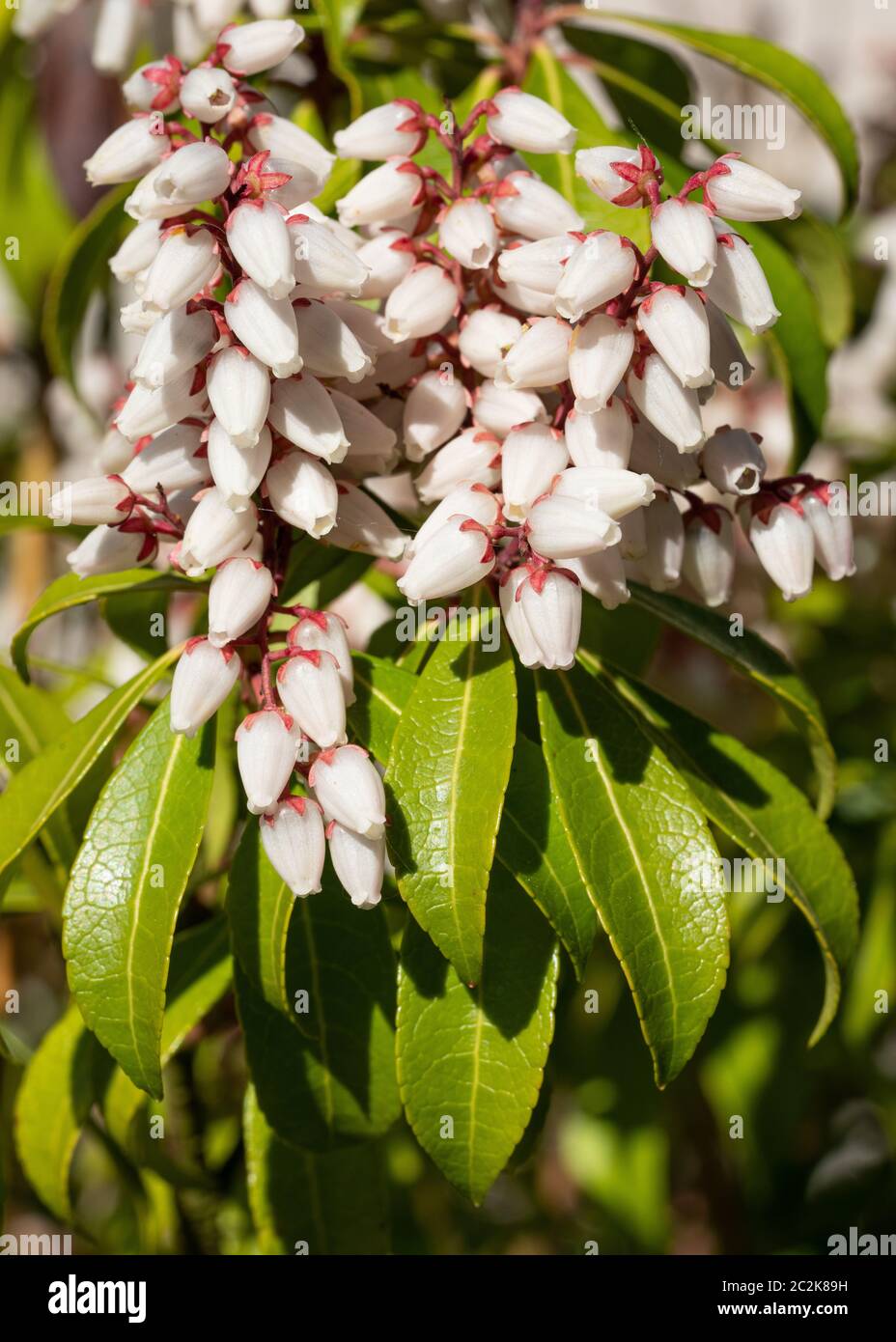 Japanese andromeda (Pieris japonica), close up of the flower head Stock ...