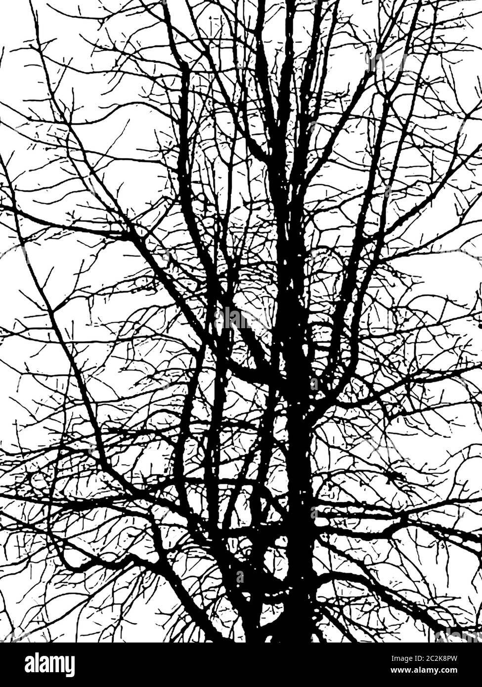 Leave Less Tree Isolated Graphic Silhouette Stock Photo - Alamy