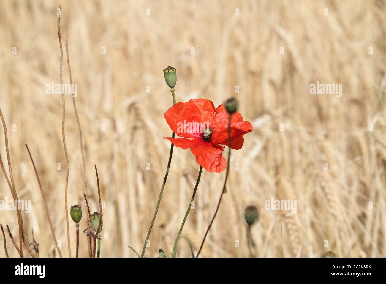 Red corn hi-res stock photography and images - Alamy