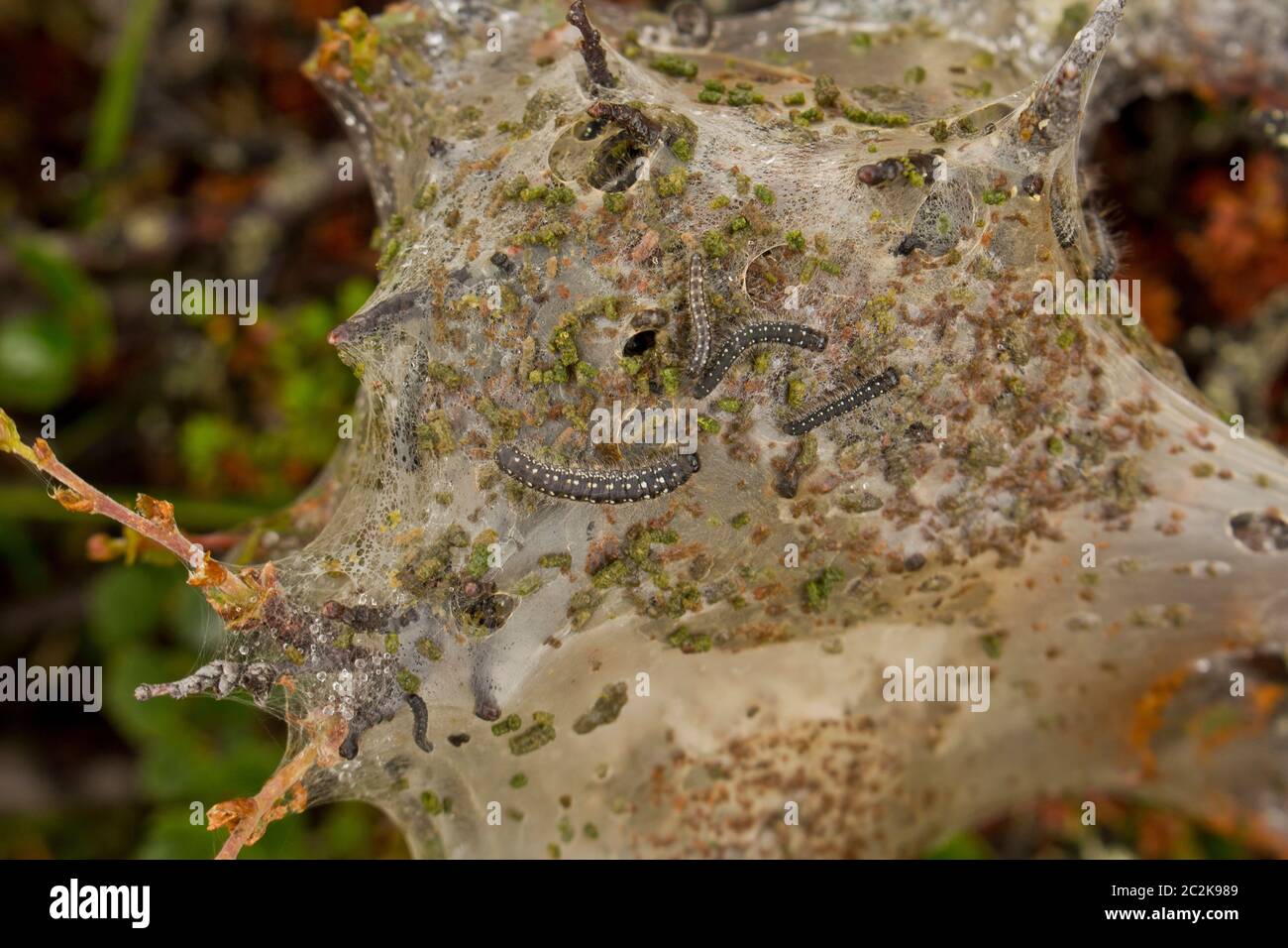 Caterpillars in the woven silk nest, Norway Stock Photo - Alamy
