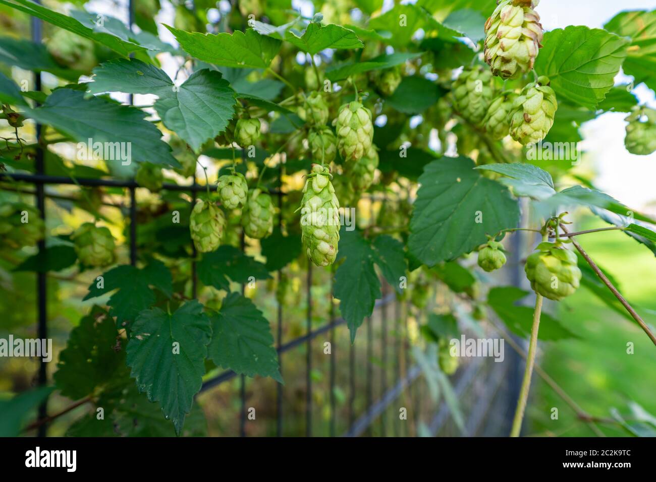 Hop bush and its fruits, close-up Stock Photo - Alamy