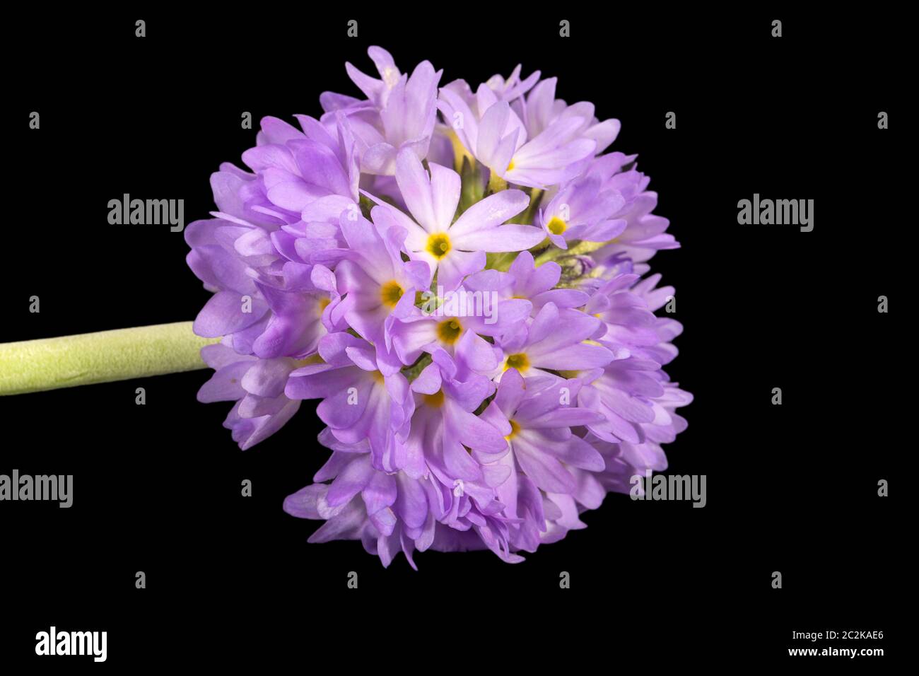 Single lilac hi-res stock photography and images - Alamy