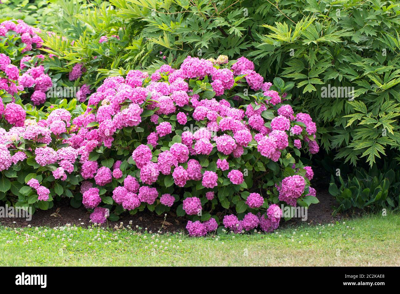 Great bush of pink flower hydrangea blooming in the garden Stock Photo ...