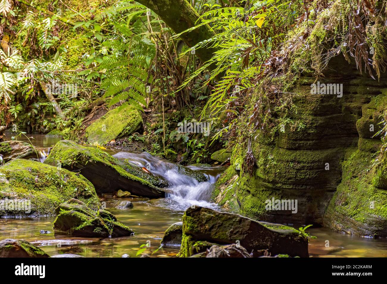 Small creek with clear waters running through the rainforest rocks ...