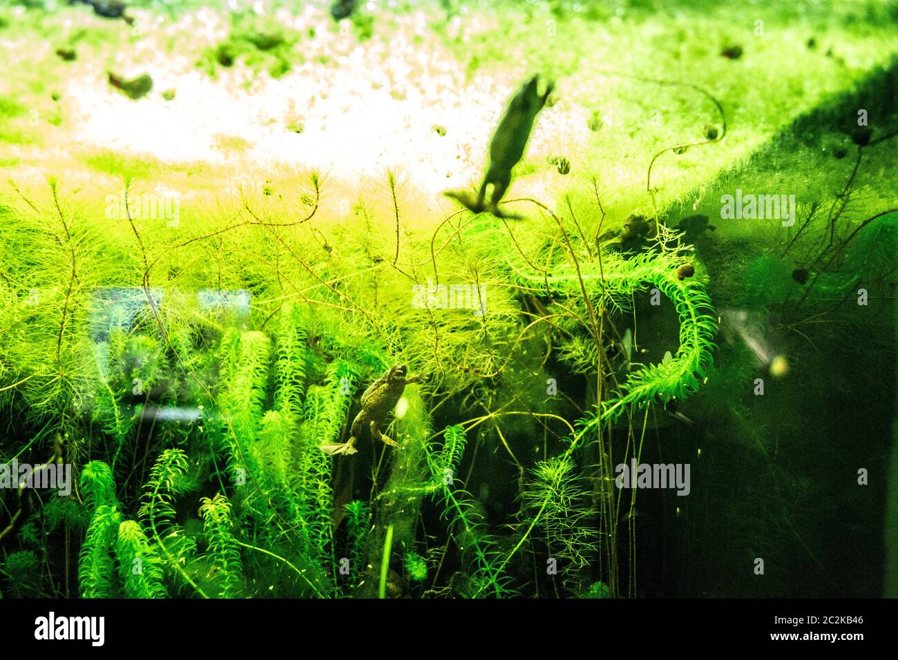 Lake Oku clawed frog Stock Photo - Alamy