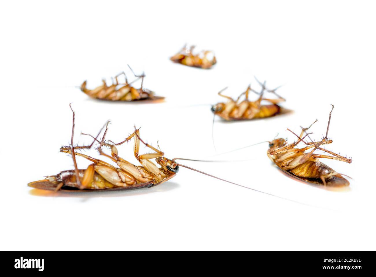 Close up group cockroach dead on white background Stock Photo - Alamy