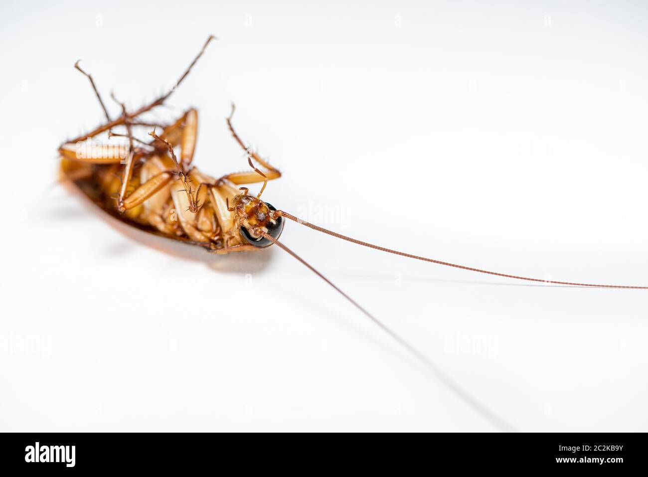 Close up cockroach dead on white background Stock Photo - Alamy