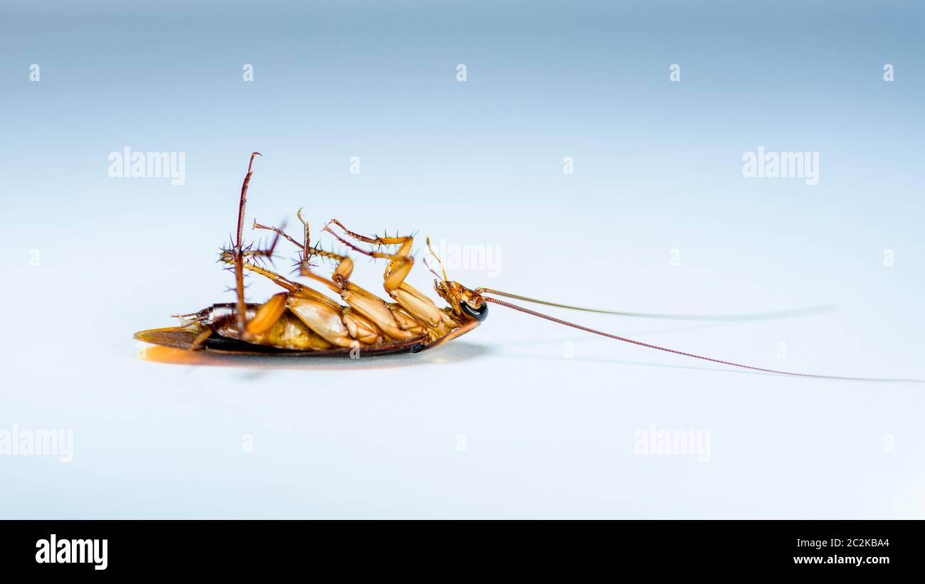 Macro one cockroach lay dead Stock Photo - Alamy