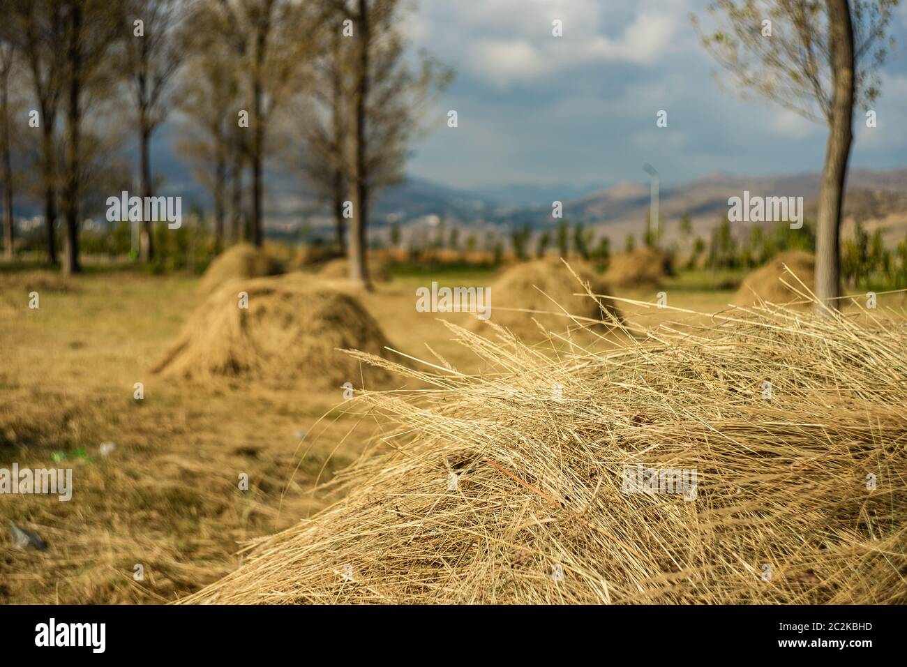 Rural landscape with straw Stock Photo - Alamy