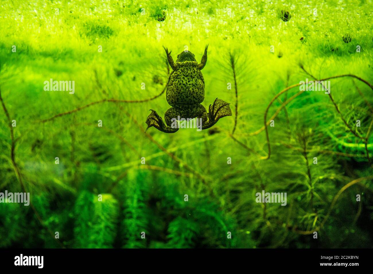 Lake Oku clawed frog Stock Photo - Alamy