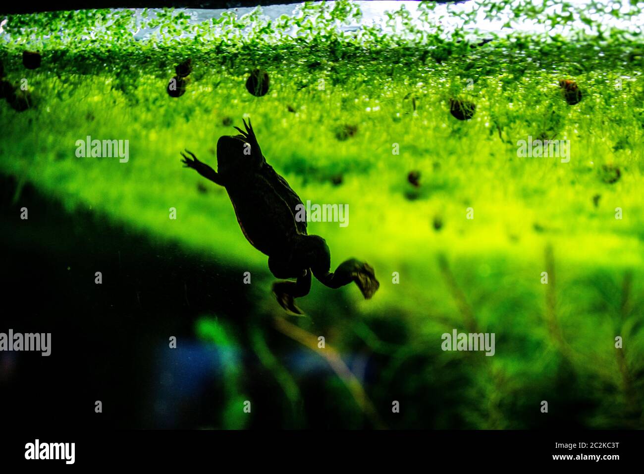 Lake Oku clawed frog Stock Photo - Alamy