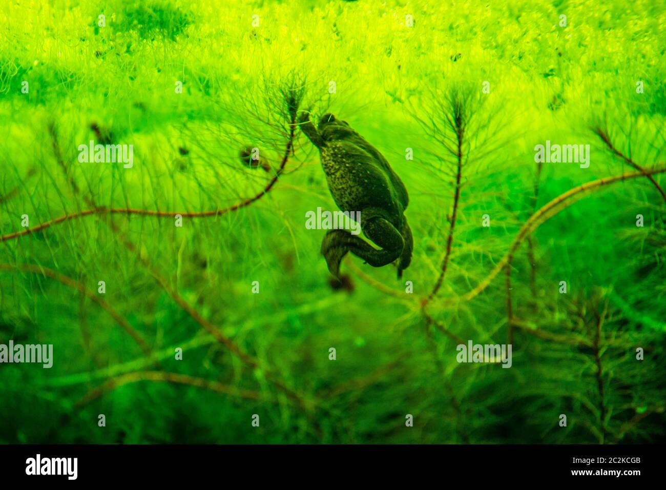 Lake Oku clawed frog Stock Photo - Alamy