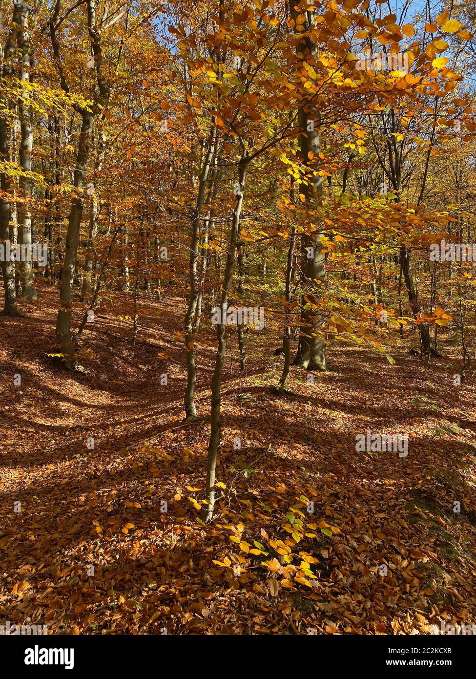 Forest in autumn leaf color, deciduous trees with lush foliage Stock ...