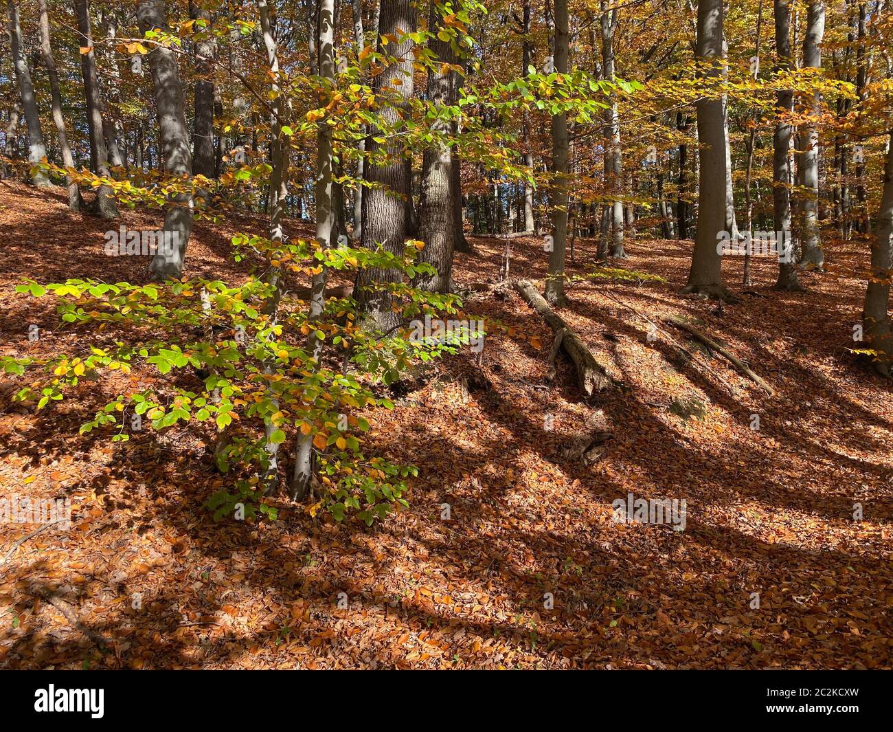 Forest in autumn leaf color, deciduous trees with lush foliage Stock ...