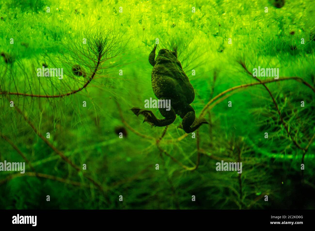 Lake Oku clawed frog Stock Photo - Alamy