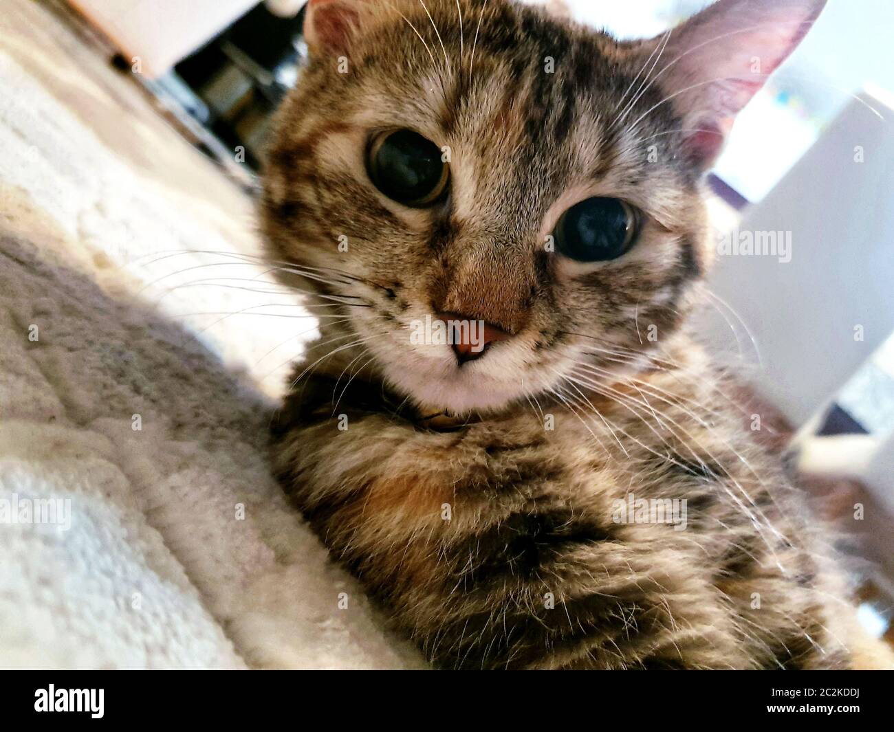 Adorable cat laying and posing in unusual pose while enjoy in peaceful ...