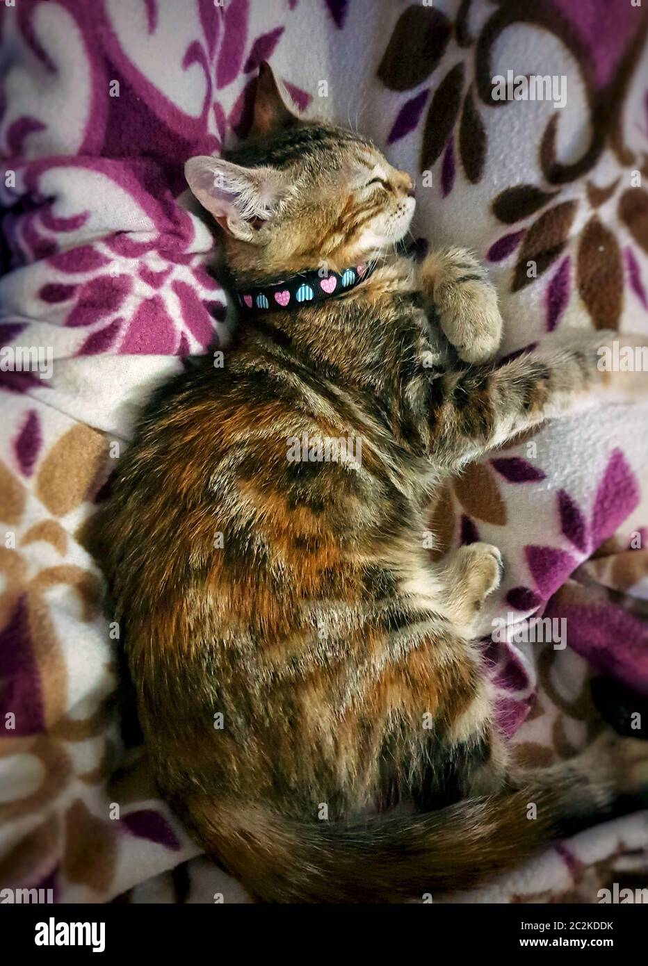 Adorable cat laying and posing in unusual pose while enjoy in peaceful ...