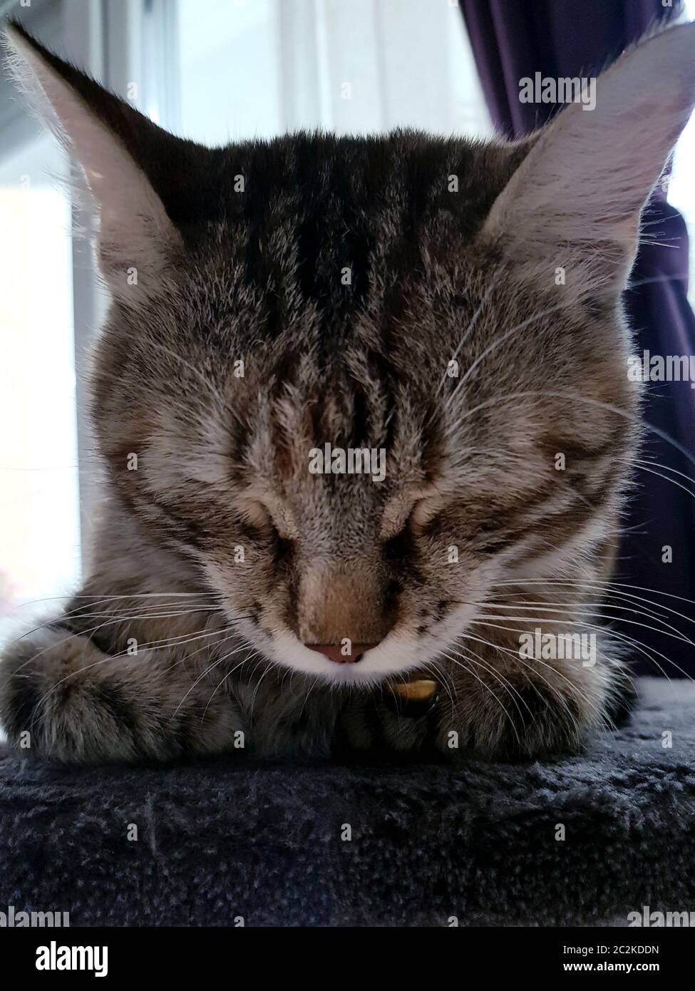 Home cat in sleepy mode pose Stock Photo - Alamy