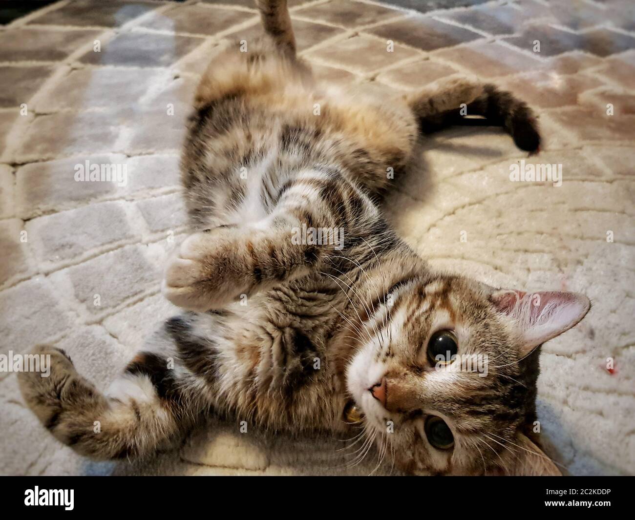 Adorable cat laying and posing in unusual pose while enjoy in peaceful ...