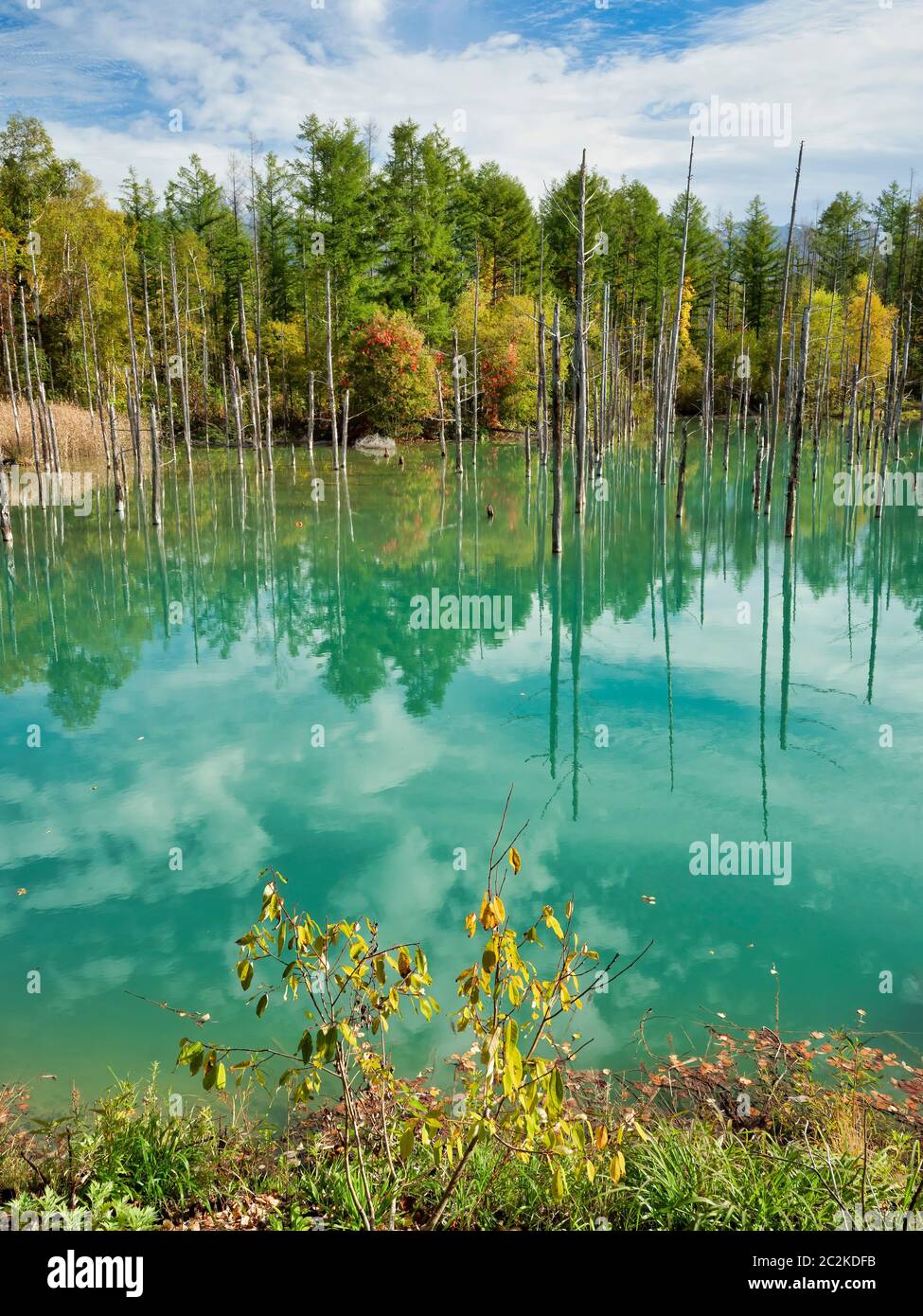 famous blue pond at biei hokkaido japan Stock Photo - Alamy