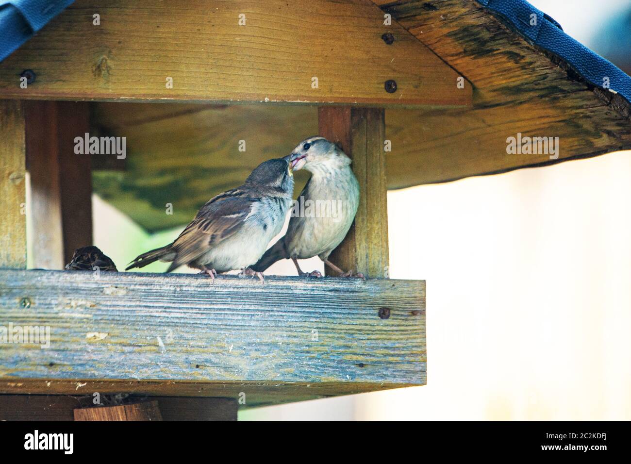 Spatz spatzen hi-res stock photography and images - Alamy