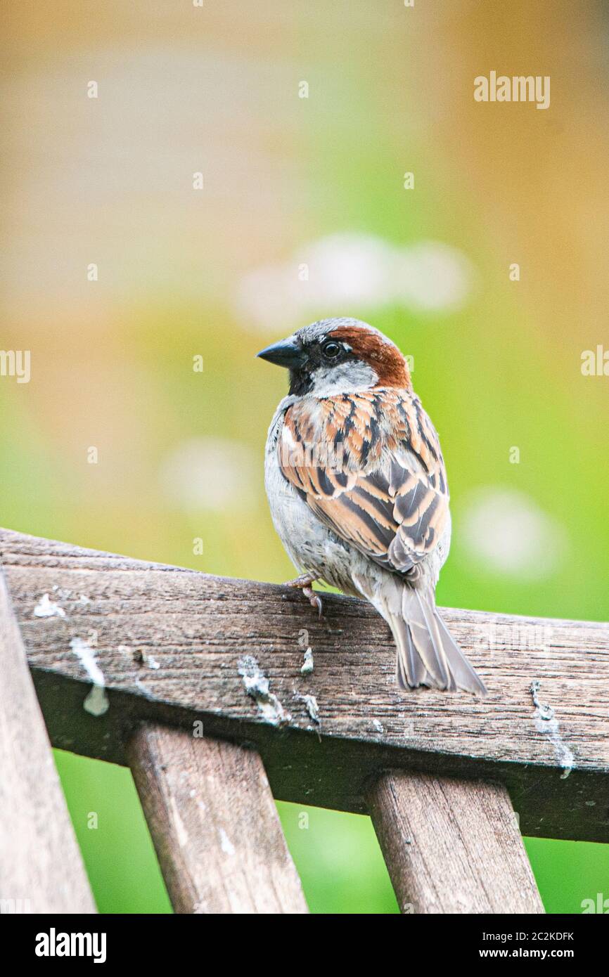 Spatzen hi-res stock photography and images - Alamy