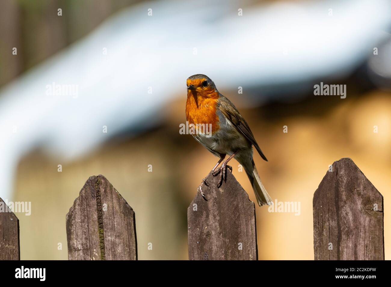 Breeding rot hi-res stock photography and images - Alamy