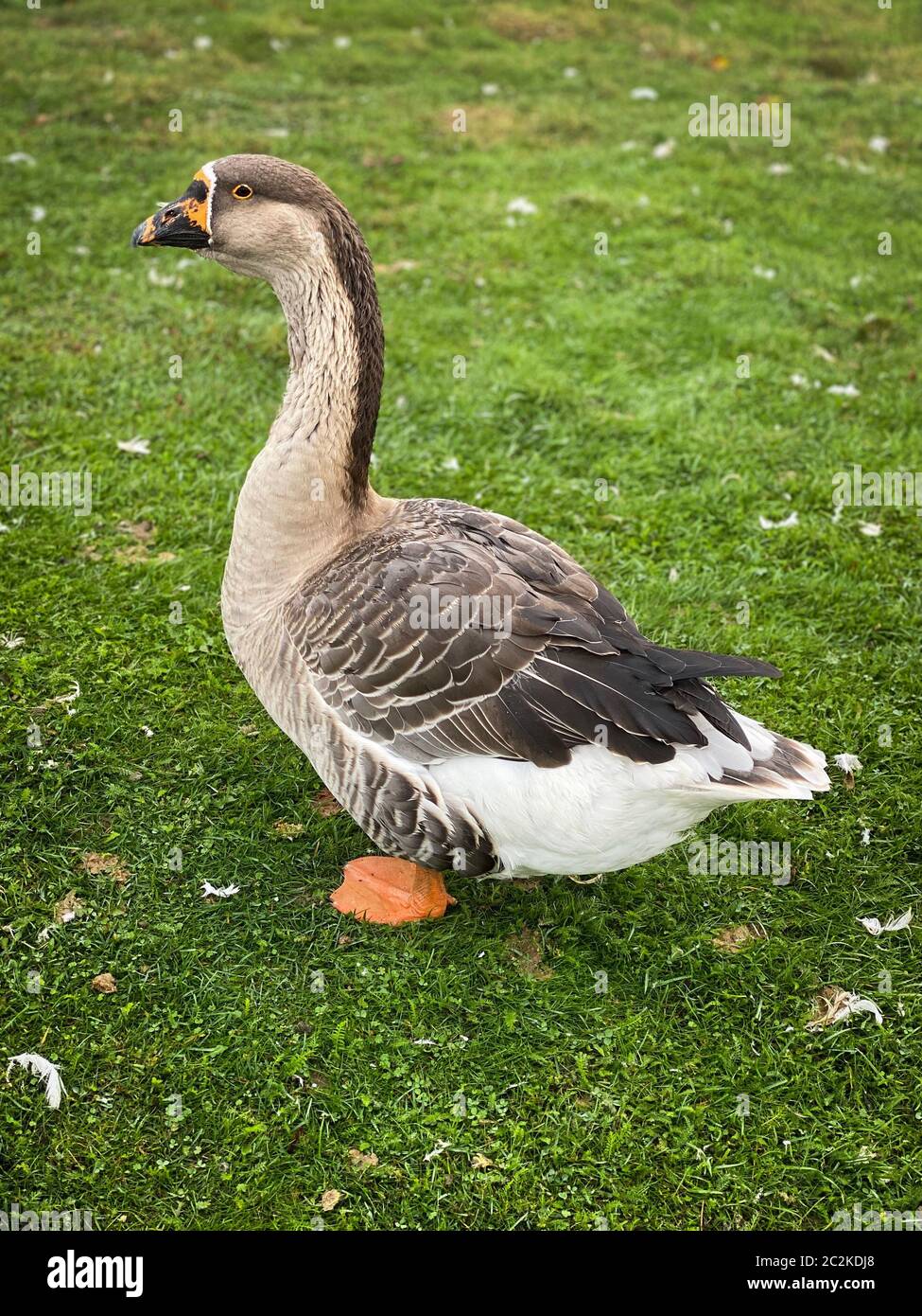 Domestic Greylag Goose