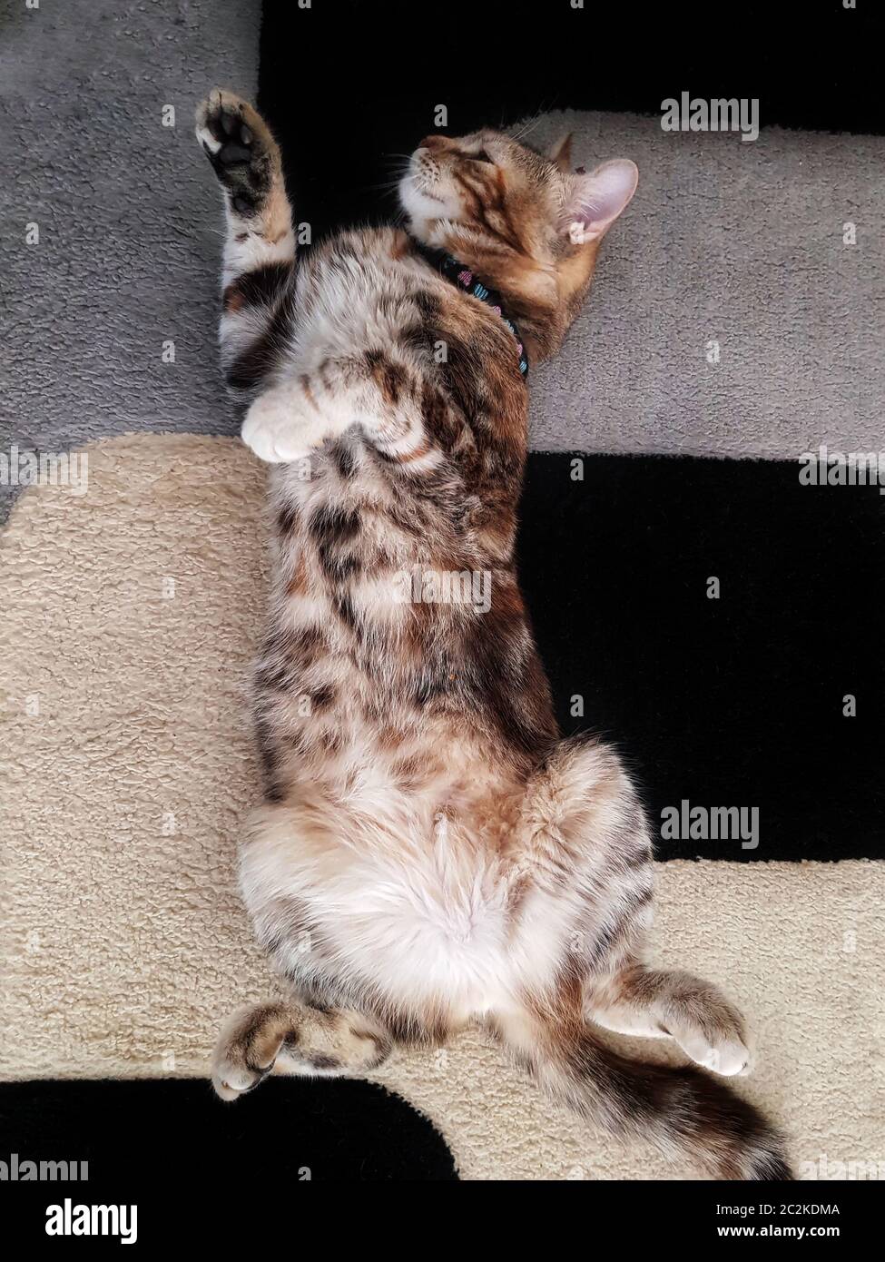 Adorable cat laying and posing in unusual pose while enjoy in peaceful ...