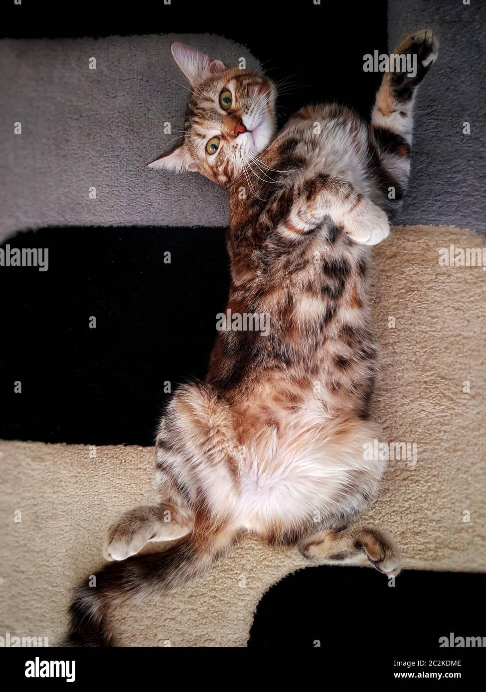 Adorable cat laying and posing in unusual pose while enjoy in peaceful ...