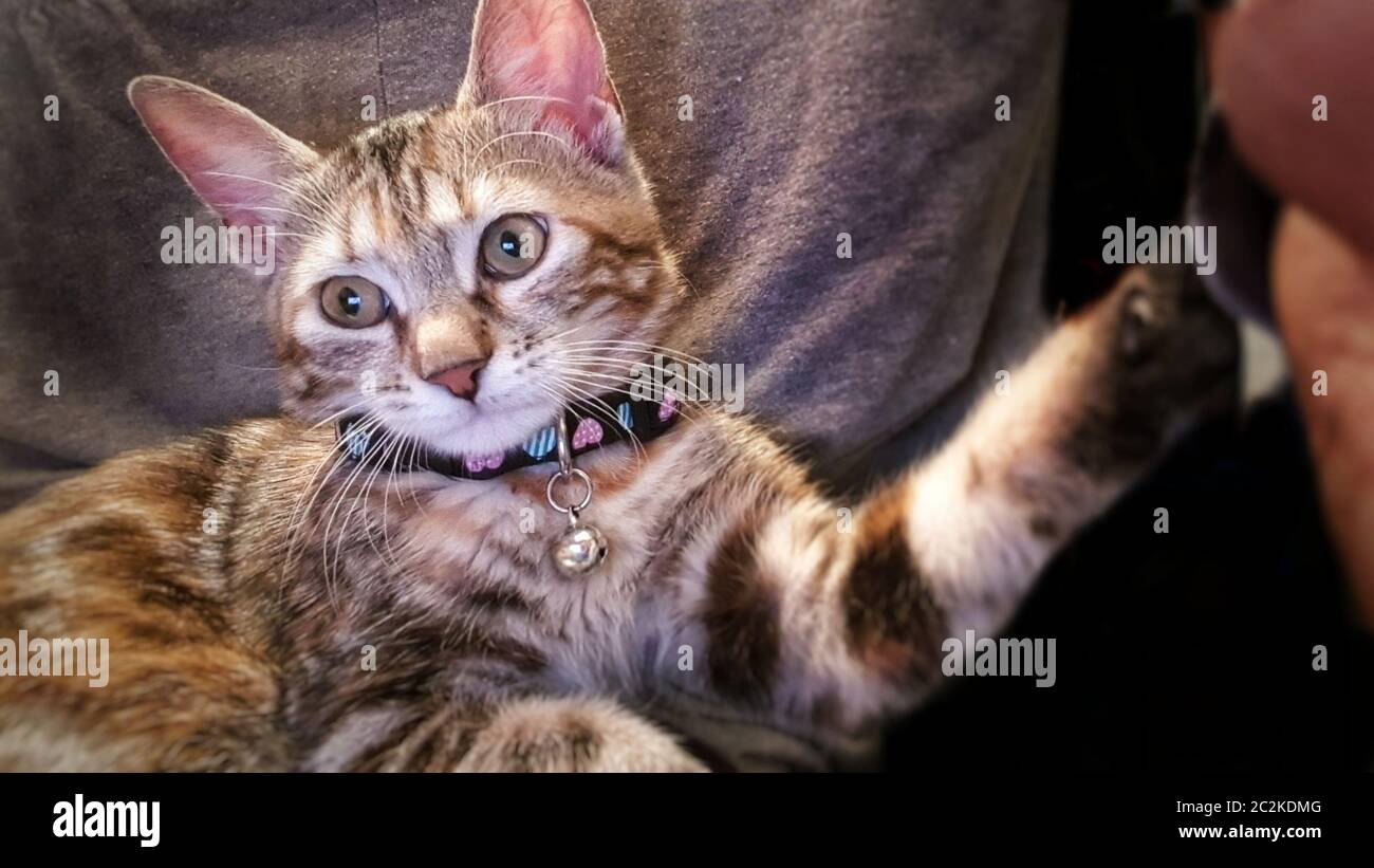 Adorable cat laying and posing in unusual pose while enjoy in peaceful ...