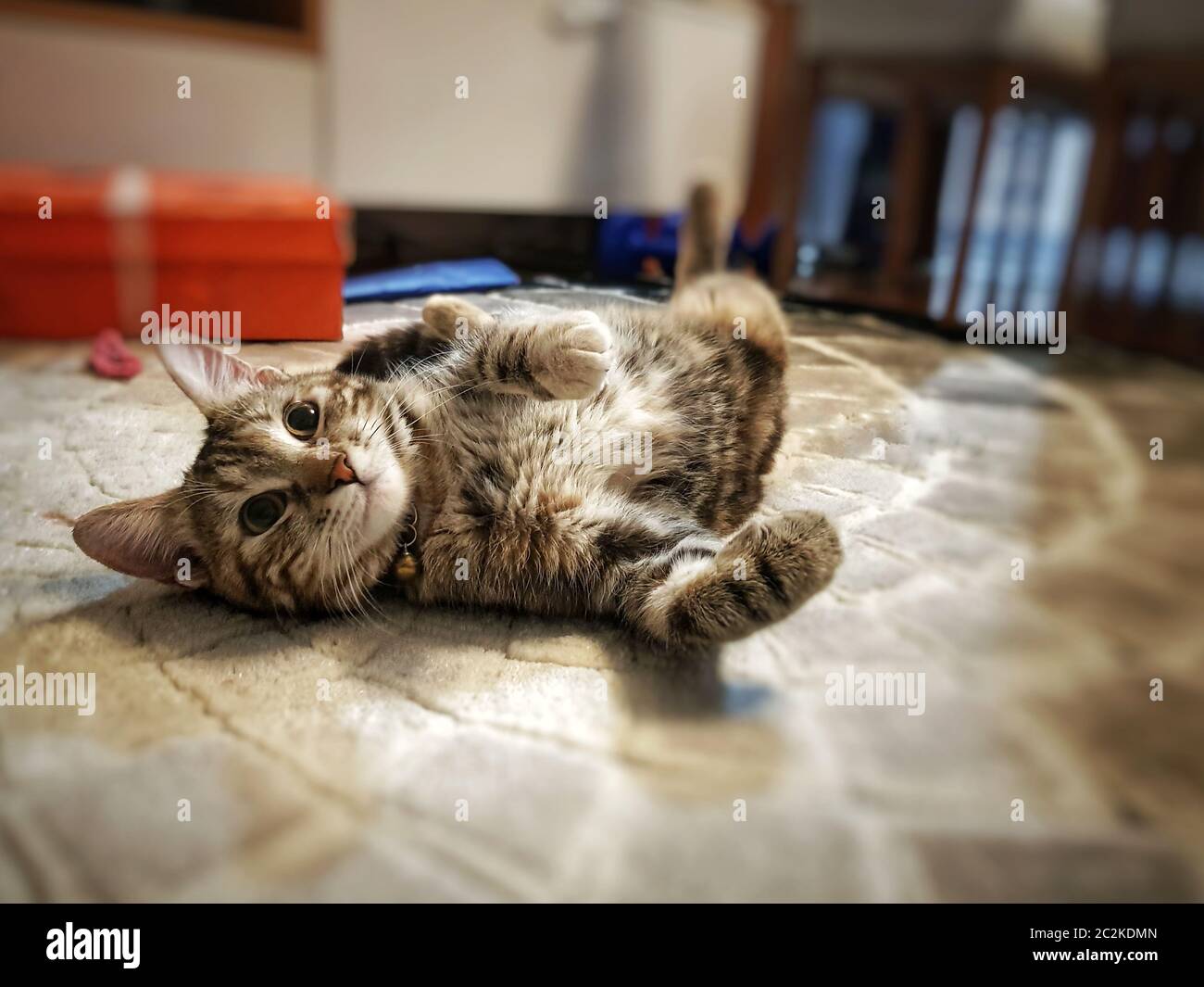 Adorable cat laying and posing in unusual pose while enjoy in peaceful ...