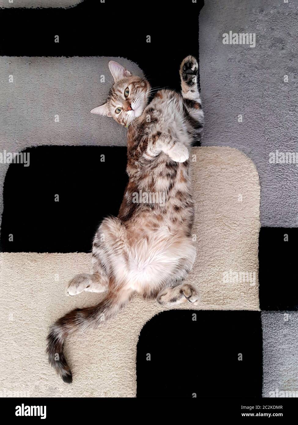 Adorable cat laying and posing in unusual pose while enjoy in peaceful ...