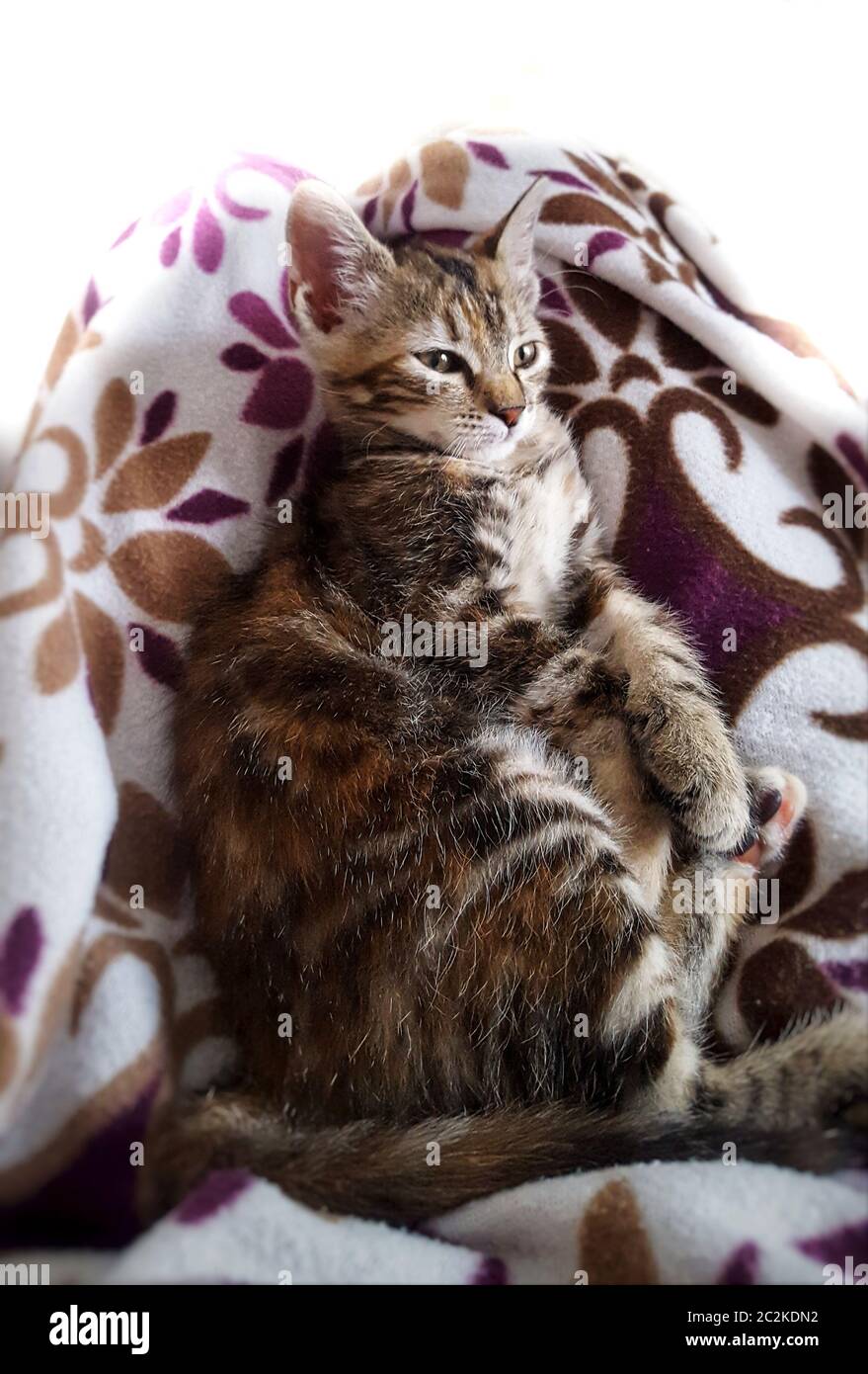 Adorable cat laying and posing in unusual pose while enjoy in peaceful ...