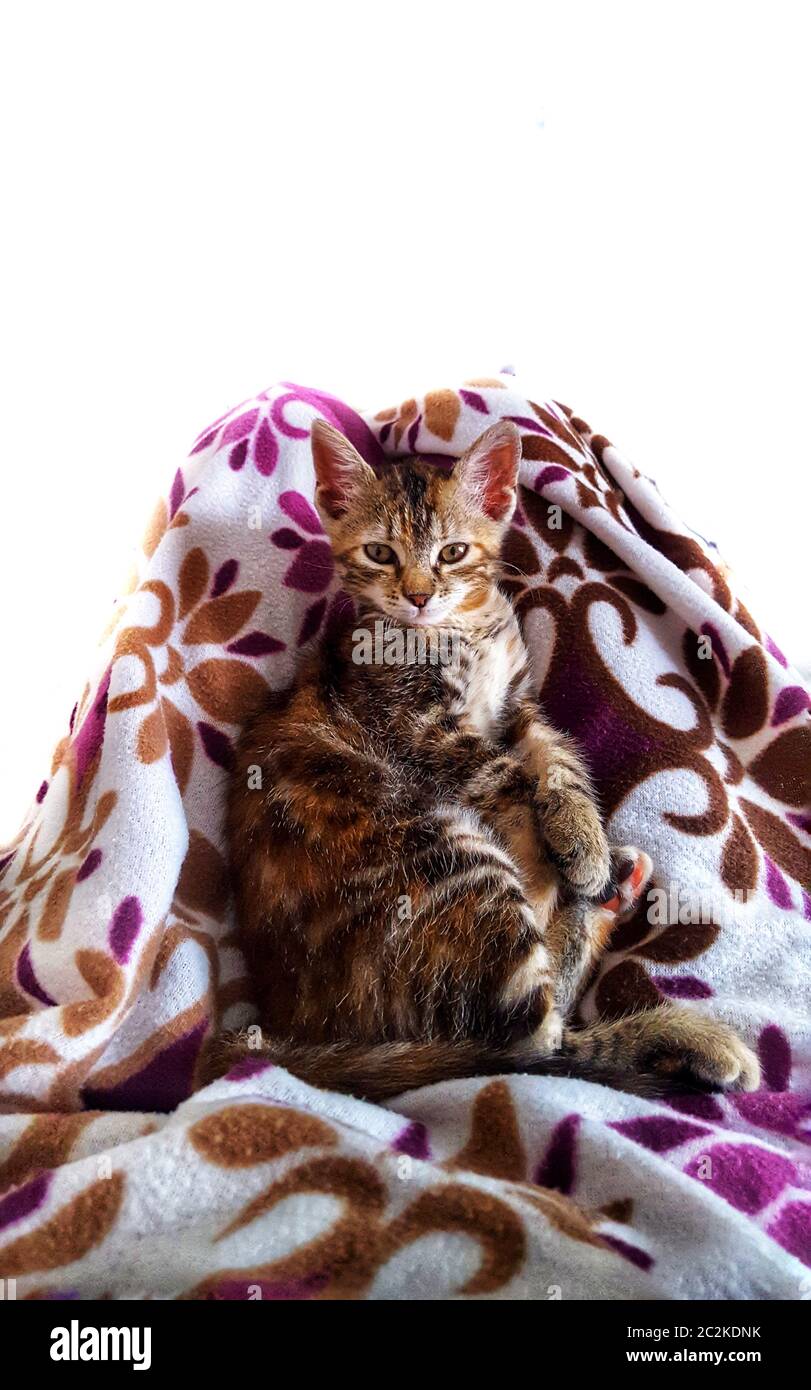 Adorable cat laying and posing in unusual pose while enjoy in peaceful ...