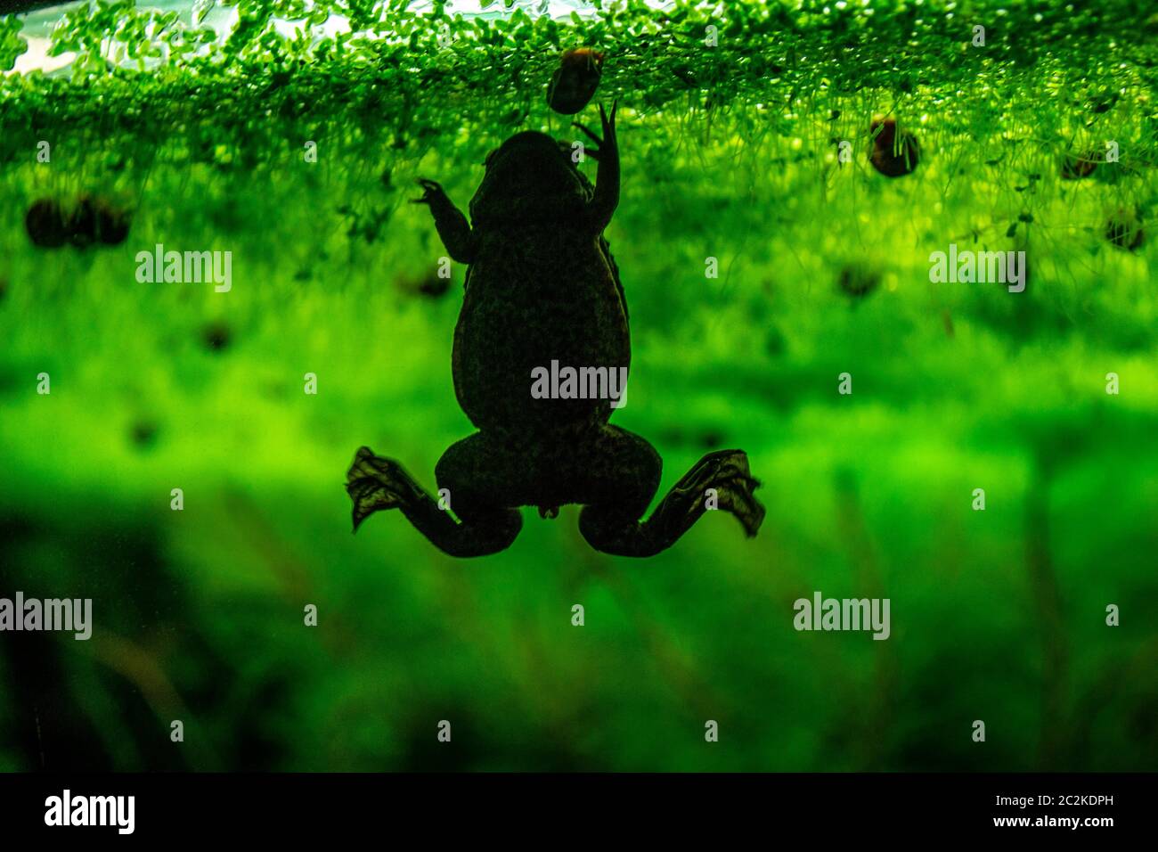 Lake Oku clawed frog Stock Photo - Alamy