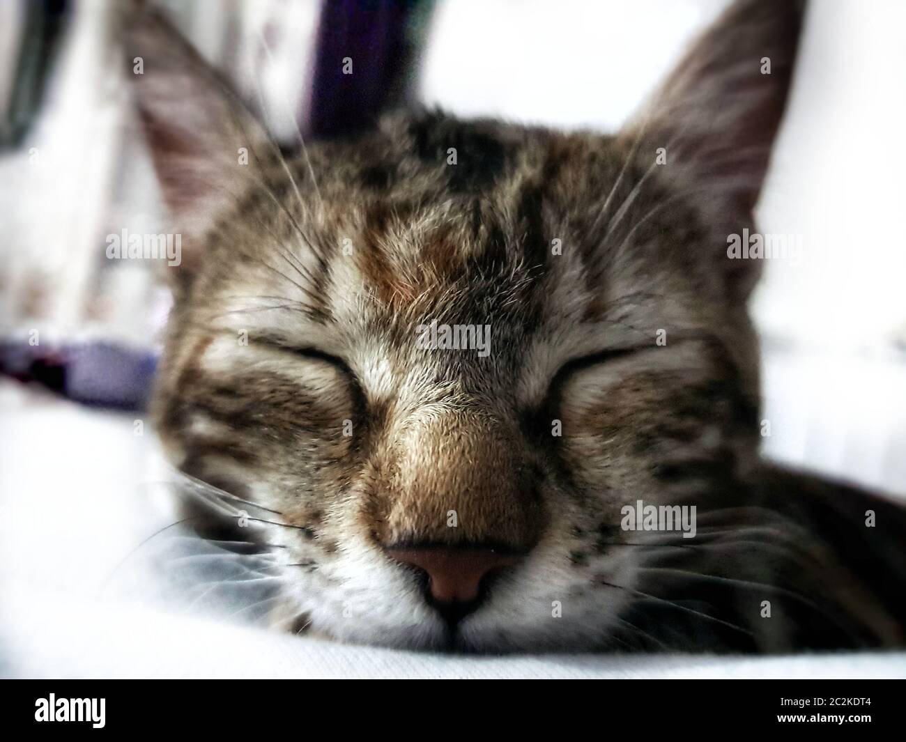 Sleepy pose hi-res stock photography and images - Alamy