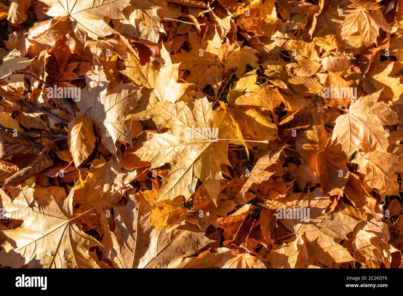 fallen leaves on the ground in the park in autumn for background or ...